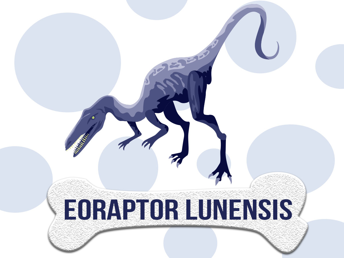 DINOSAURIO: Eoraptor Lunensis Características, hábitat y alimentación