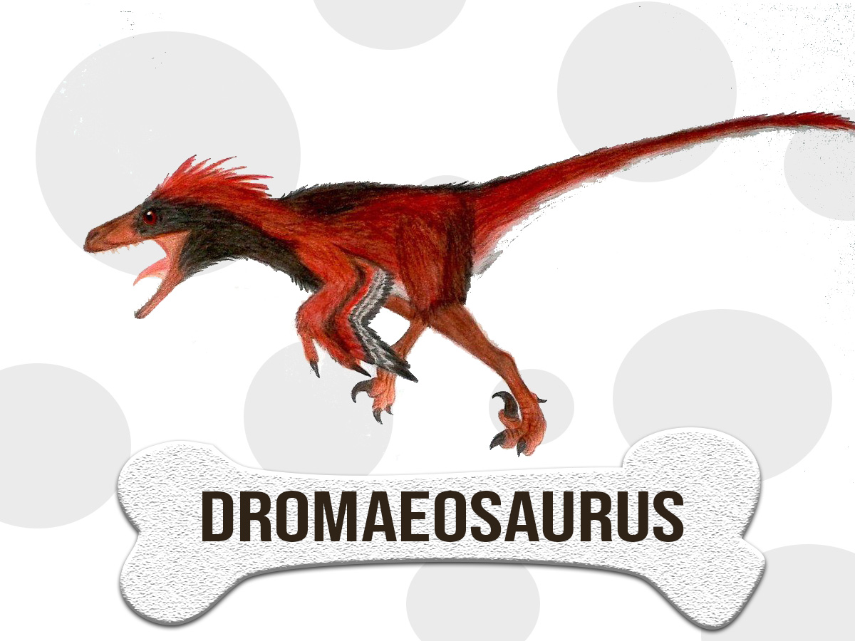 DINOSAURIO: Dromaeosaurus albertensis Características