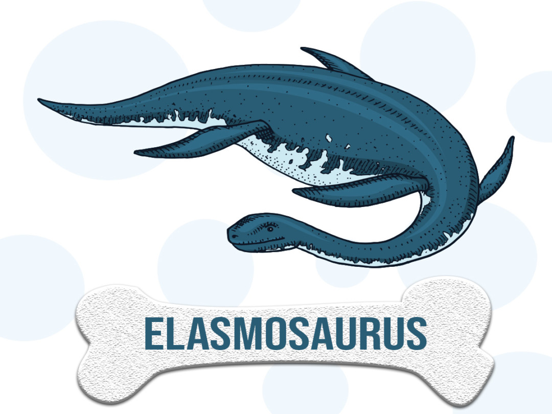 DINOSAURIO: Elasmosaurus Características y alimentación